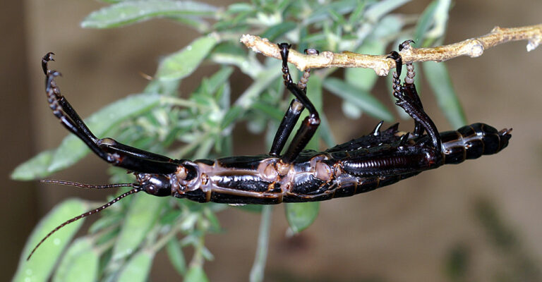 Phasmids - Lord Howe Island Museum