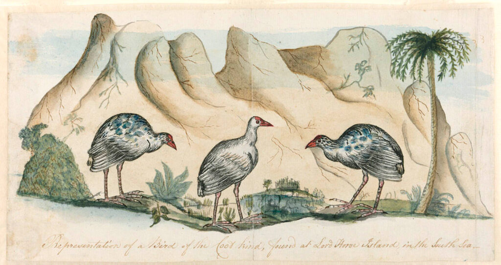 Extinct Birds - Lord Howe Island Museum