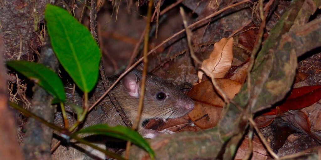 Whats On - Lord Howe Island Museum